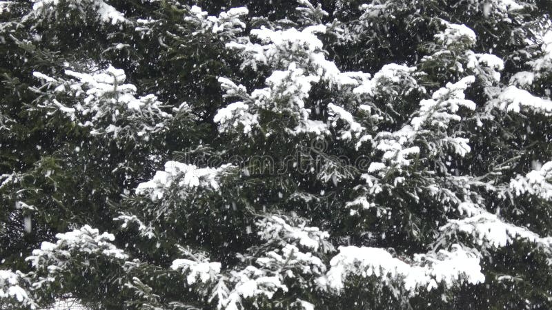 Falling Snow - Conifer Trees during Snowstorm Stock Footage - Video of ...