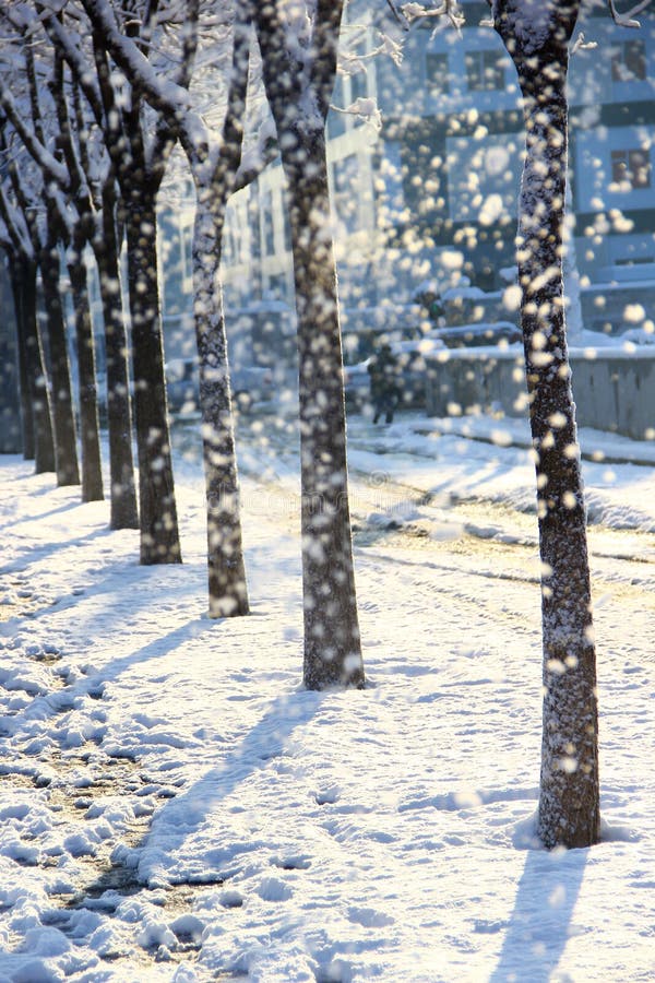Falling snow stock photo. Image of night, storm, snow - 39263728