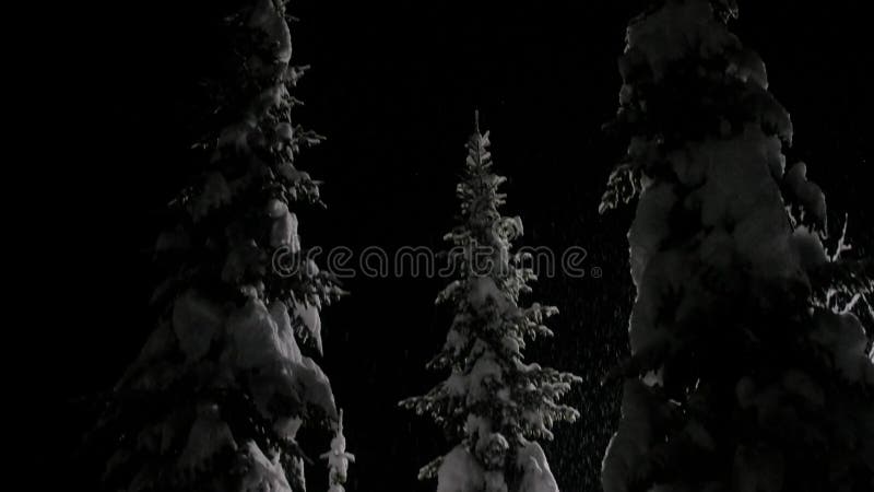 Falling Snow on Snowy Spruce Trees at Winter in Evening or Night in ...