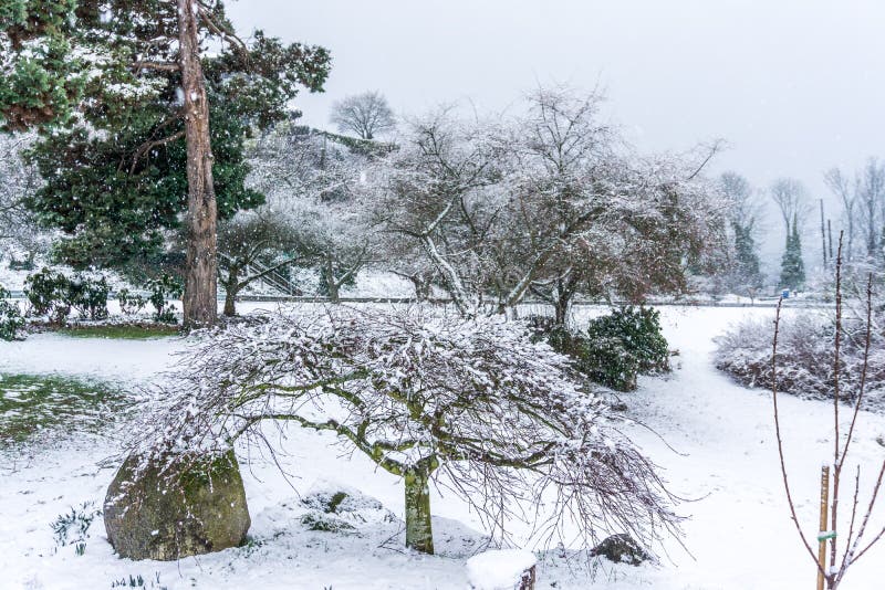 Falling Snow and Trees 5 stock image. Image of cold - 140904867