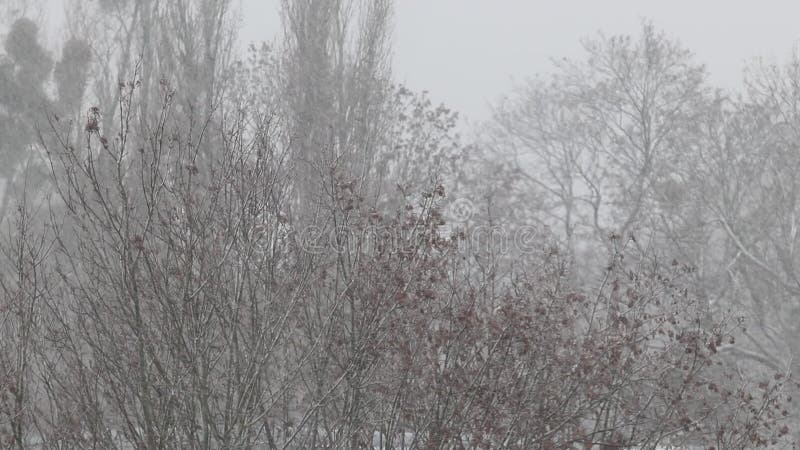Falling Snow with a View of the Trees Stock Footage - Video of view ...