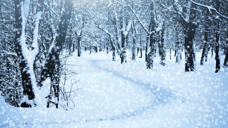 Falling snow stock footage. Video of scenic, xmas, footpath - 48526990