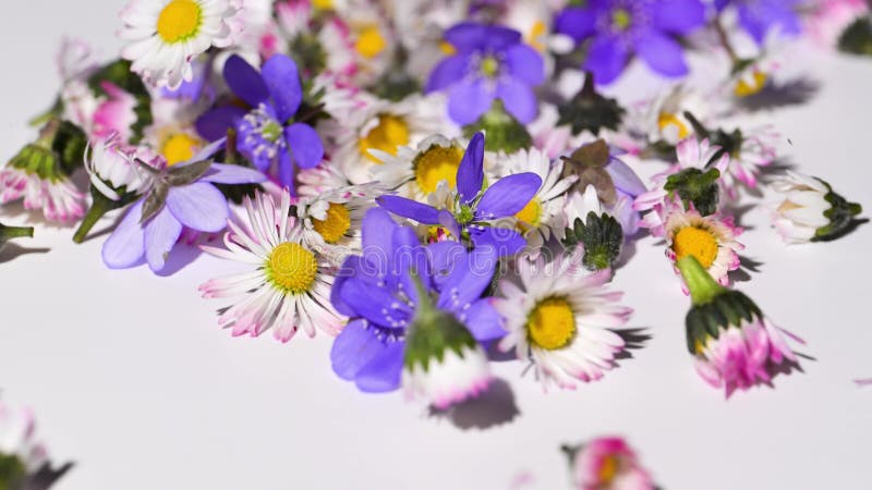 Falling spring flowers stock footage. Video of violet - 366783248