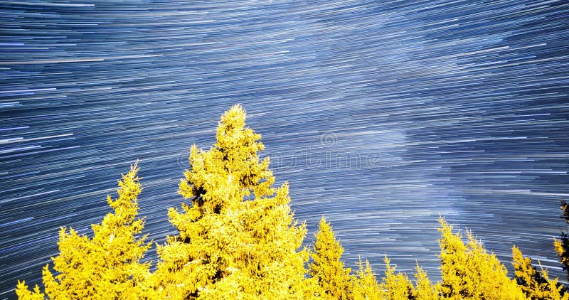 Falling Stars Comet Mode Pine Trees 4k Tilt Stock Footage - Video of ...