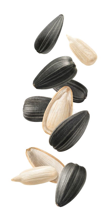 Falling Sunflower Seeds Isolated on White Background. Vertical Layout ...