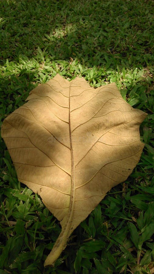 Falling Teak Leave on the Green Lawn Stock Photo - Image of falling ...