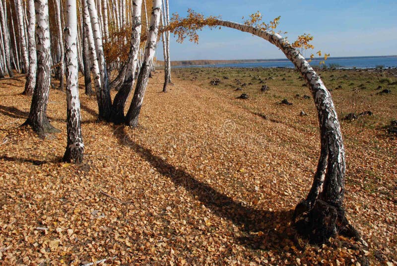 Falling Tree Picture. Image: 3356728