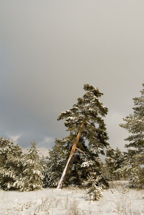 Falling tree stock photo. Image of snow, tree, grove, falling - 8921932