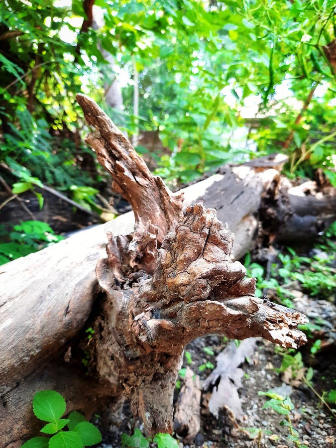 Falling tree stock image. Image of jungle, soil, forest - 200408489
