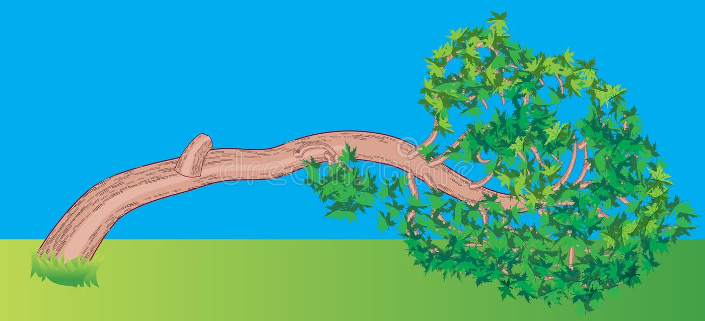 Bent Tree Falling Stock Illustrations – 12 Bent Tree Falling Stock ...
