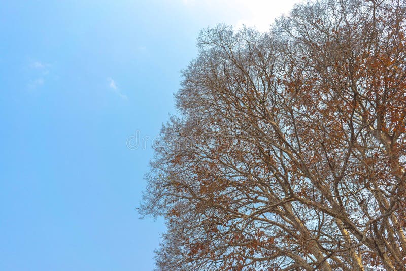 The Falling Tree with Clear Sky Stock Image - Image of tree, falling ...