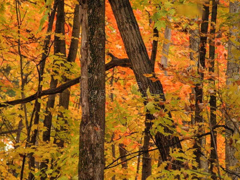 Falling Tree in Fall Colored Forest in Canada Stock Photo - Image of ...