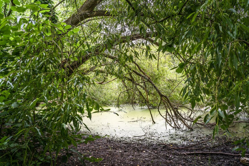 Falling tree in forest stock photo. Image of adorn, deciduous - 155540570