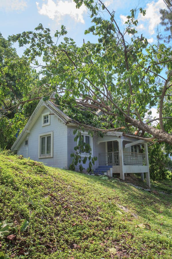 Falling Tree after Hard Storm on Damage House Stock Image - Image of ...