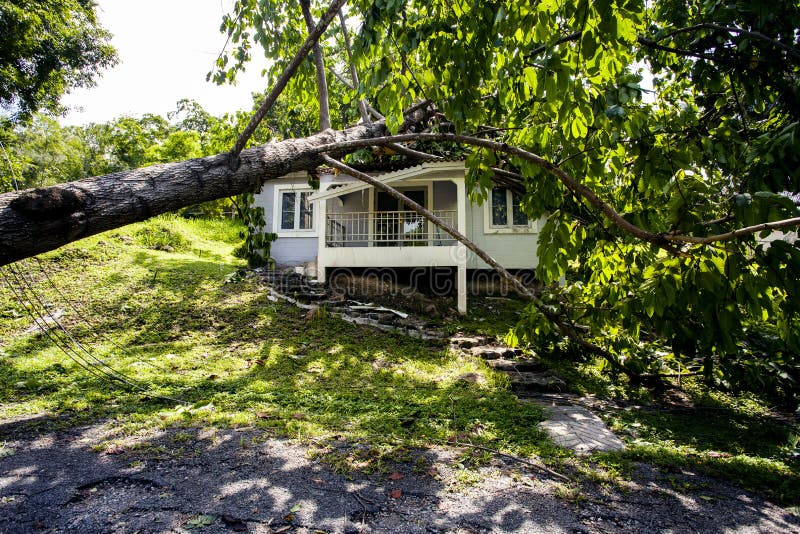 Falling Tree after Hard Storm on Damage House Stock Photo - Image of ...