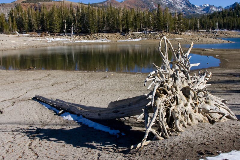 Falling Tree by the Lake stock photo. Image of forest - 17340050