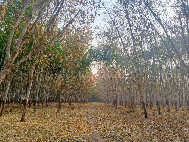 Falling Tree Leaves in the Dry Season Stock Image - Image of tree ...