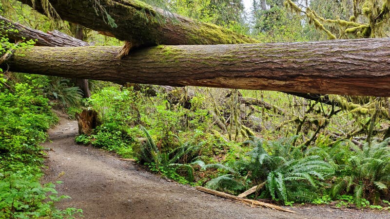 Trail on a Forest Slope on the Shore of Lake Baikal Stock Image - Image ...