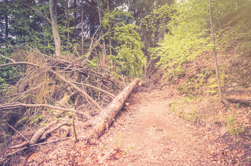 Falling Tree on Path in Slavkov Thick Dense Forest Wood with Beech ...