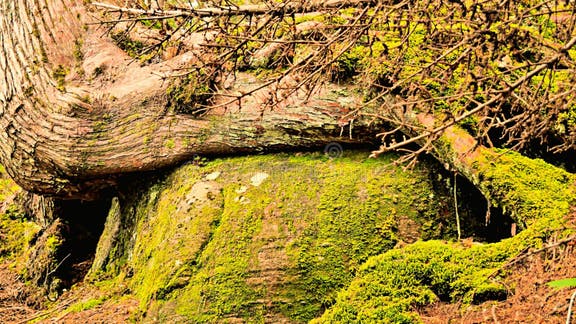 Falling Tree Siting on a Rock Stock Photo - Image of powerful ...