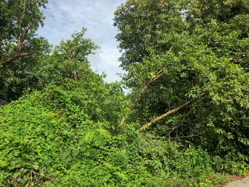 Falling Tree after Storm Disaster Stock Image - Image of home, broken ...