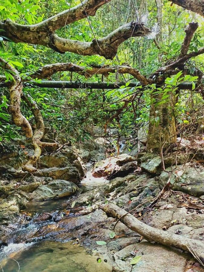 Falling Trees in the Jungle Stock Image - Image of woodland, vegetation ...