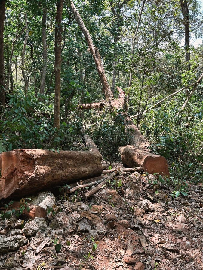 The falling trees stock image. Image of indonesia, plants - 373359063