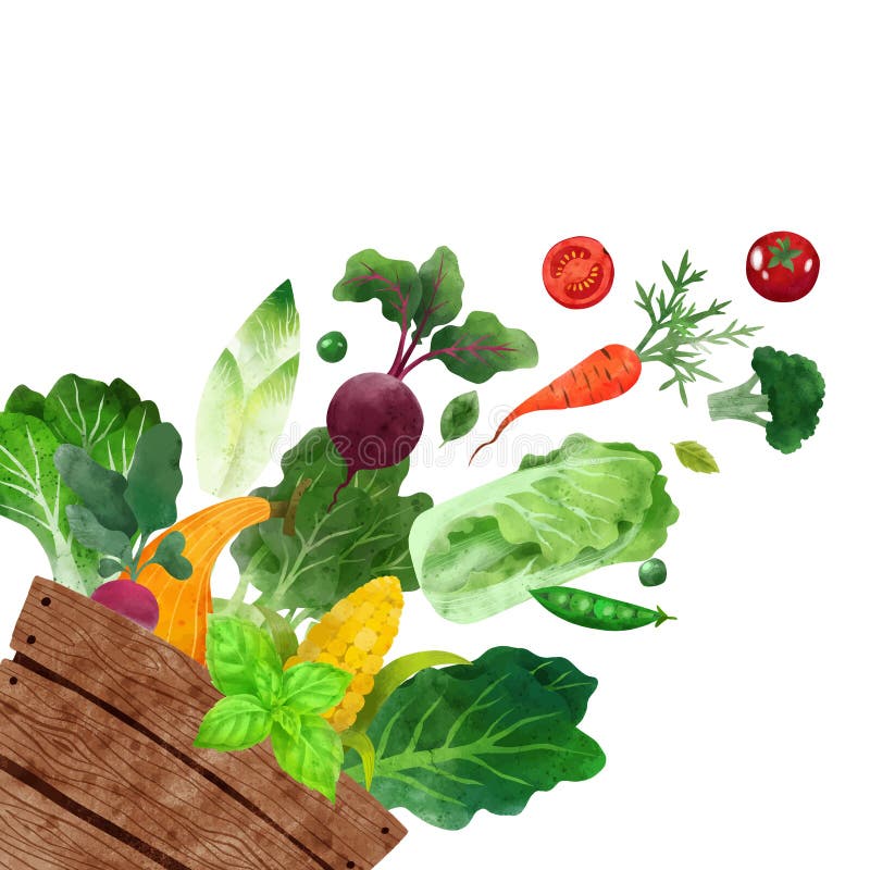 Falling Vegetables, Hand Drawn Vector Watercolor Illustration Stock ...
