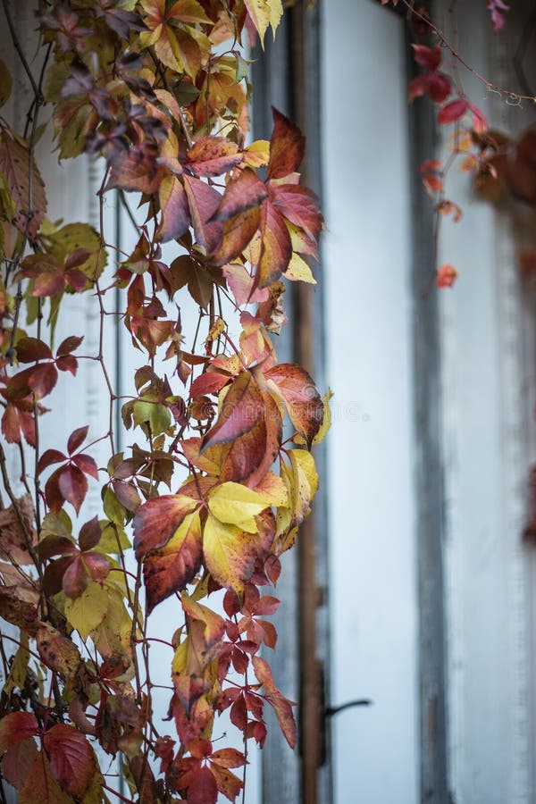 Falling vine in autumn stock image. Image of fall, field - 129898095