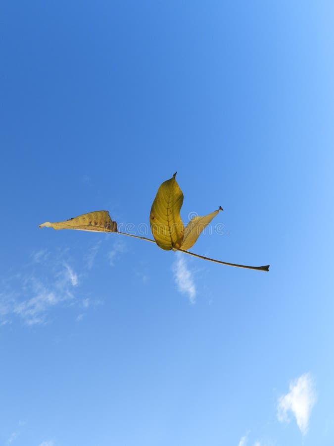 A Falling Walnut Leaf in the Shape of a Bird Stock Image - Image of ...