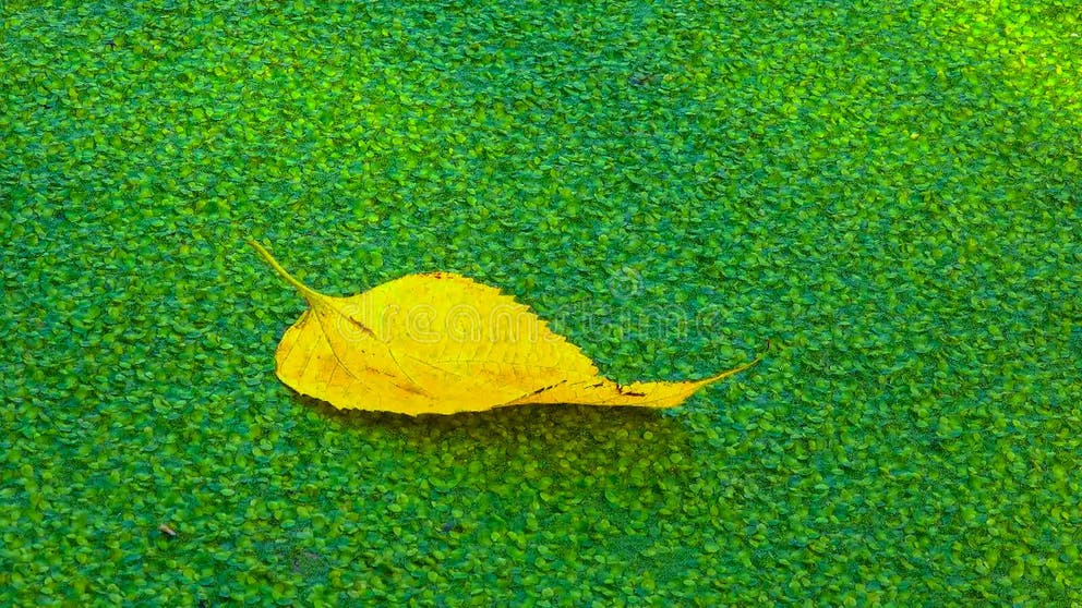 Falling into the Water Covered with Duckweed -Lemna Minor, the Leaves ...