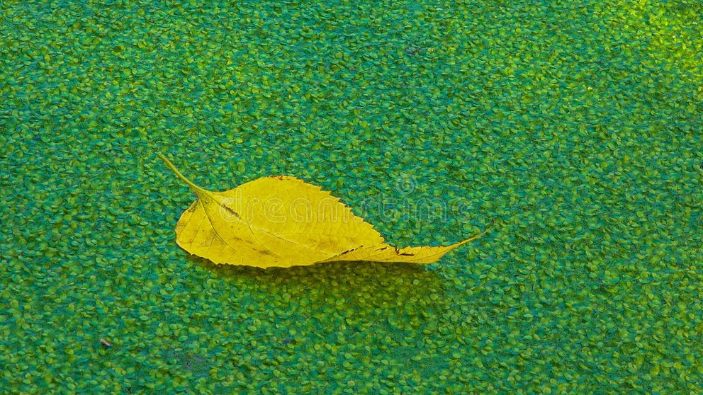 Falling into the Water Covered with Duckweed Lemna Minor, the Leaves of ...