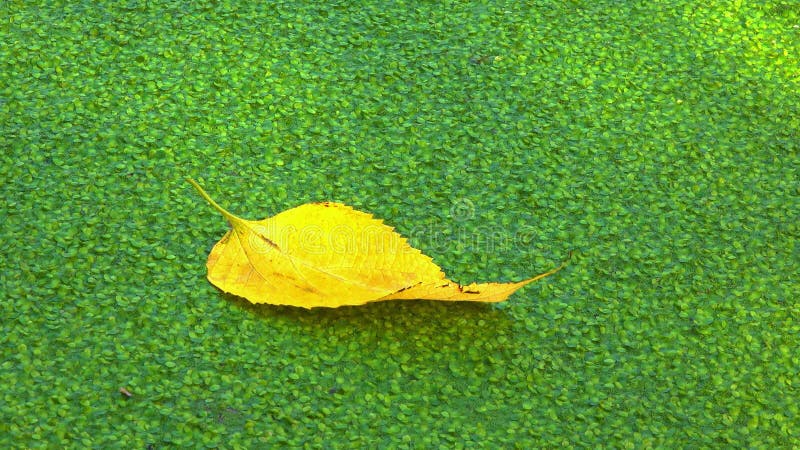 Falling into the Water Covered with Duckweed (Lemna Minor) , the Leaves ...