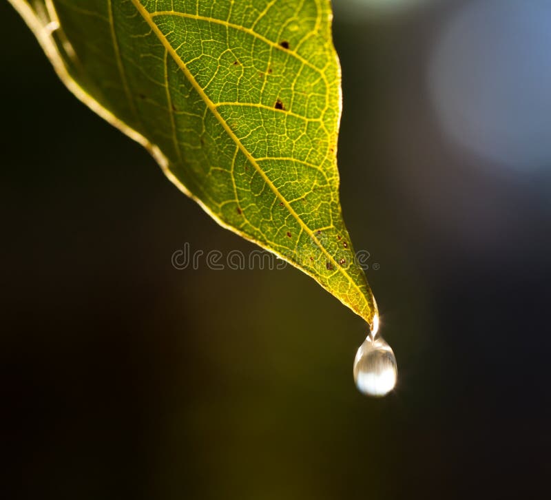 Falling water drop stock photo. Image of liquid, light - 11142684