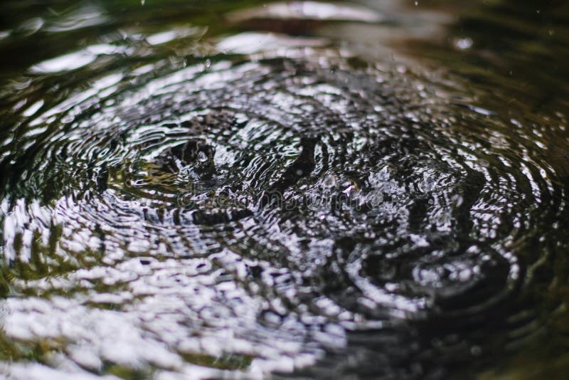 Falling Water Droplets in Water Surface with Circle Water Waves Stock ...