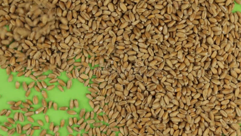Falling Wheat Grains on a Rotating Green Screen, Isolated. Stock ...