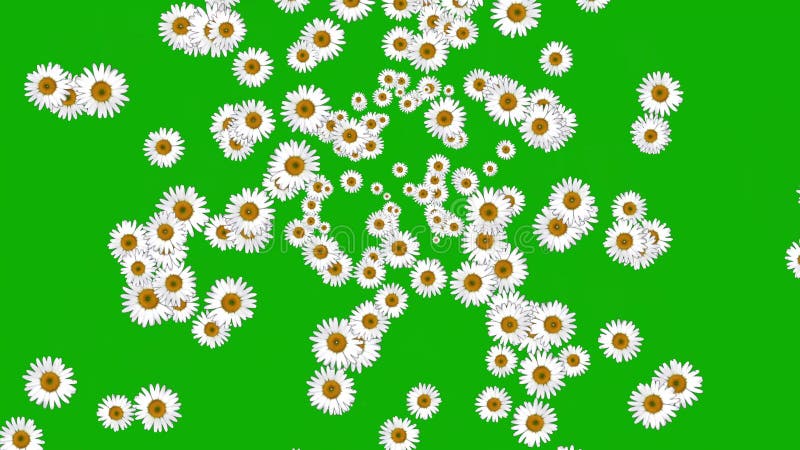 Flowers Falling on Green Screen Stock Video - Video of flying, motion ...