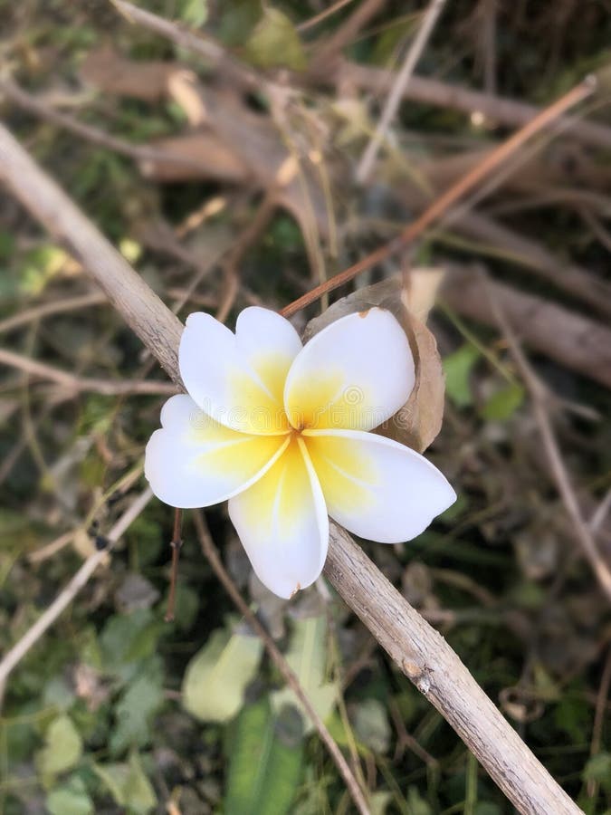 Frangipani, Plumeria, Temple Tree, Graveyard Tree Stock Photo - Image ...