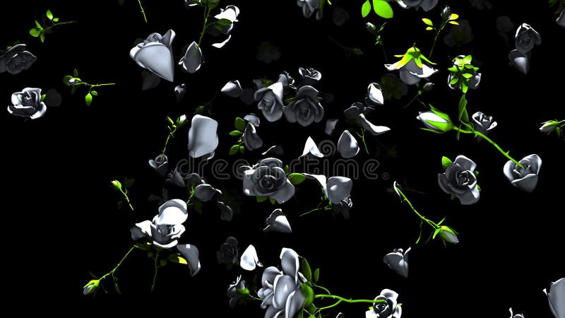 Falling White Roses on Black Background Stock Footage - Video of vain ...