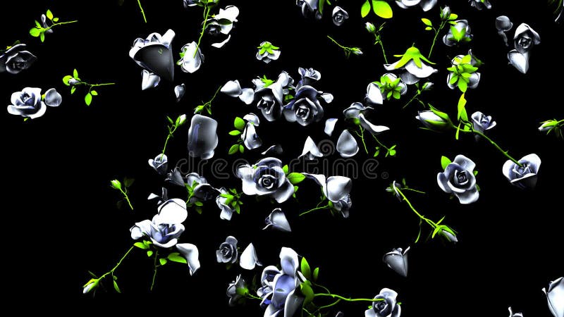 Falling White Roses on Black Background Stock Video - Video of ...