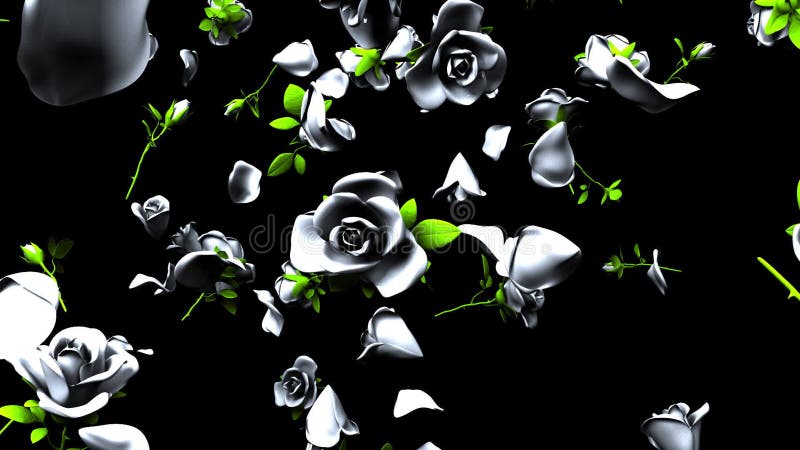 Falling White Roses on Black Background Stock Video - Video of gorgeous ...