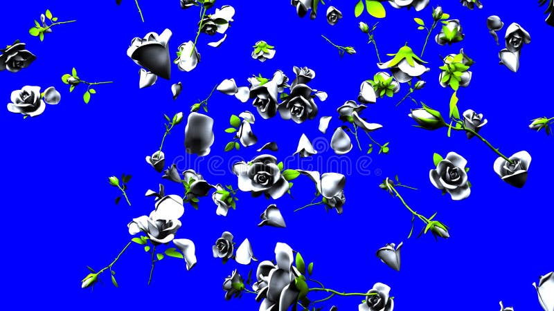 Falling White Roses on Blue Chroma Key Stock Video - Video of drop ...