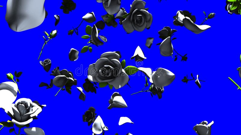 Falling White Roses on Blue Chroma Key Stock Footage - Video of white ...