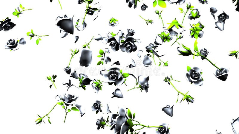 Falling White Roses on White Background Stock Footage - Video of drop ...