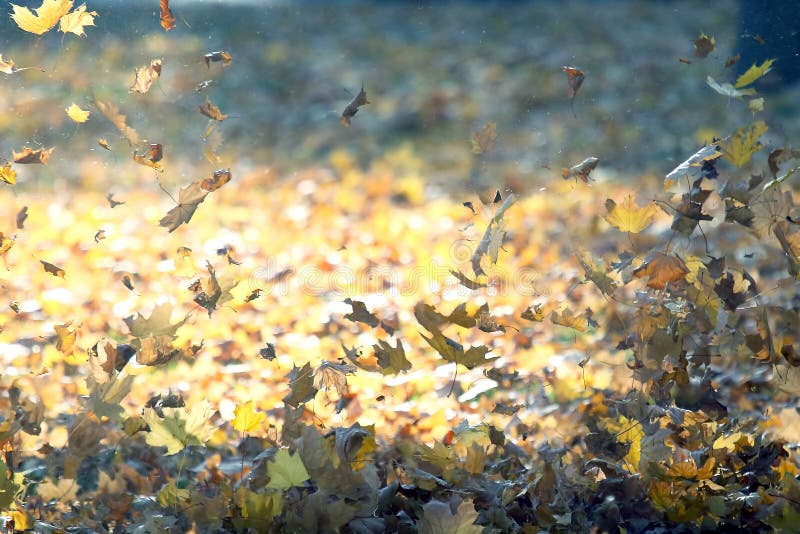 Falling from the Wind Autumn Leaves Stock Photo - Image of background ...