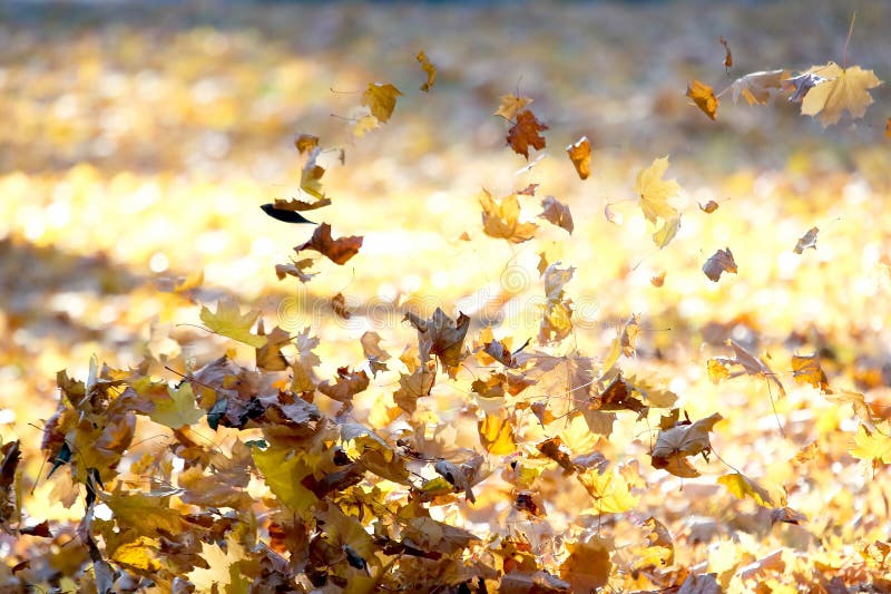 Falling from the Wind Autumn Leaves Stock Image - Image of tree ...