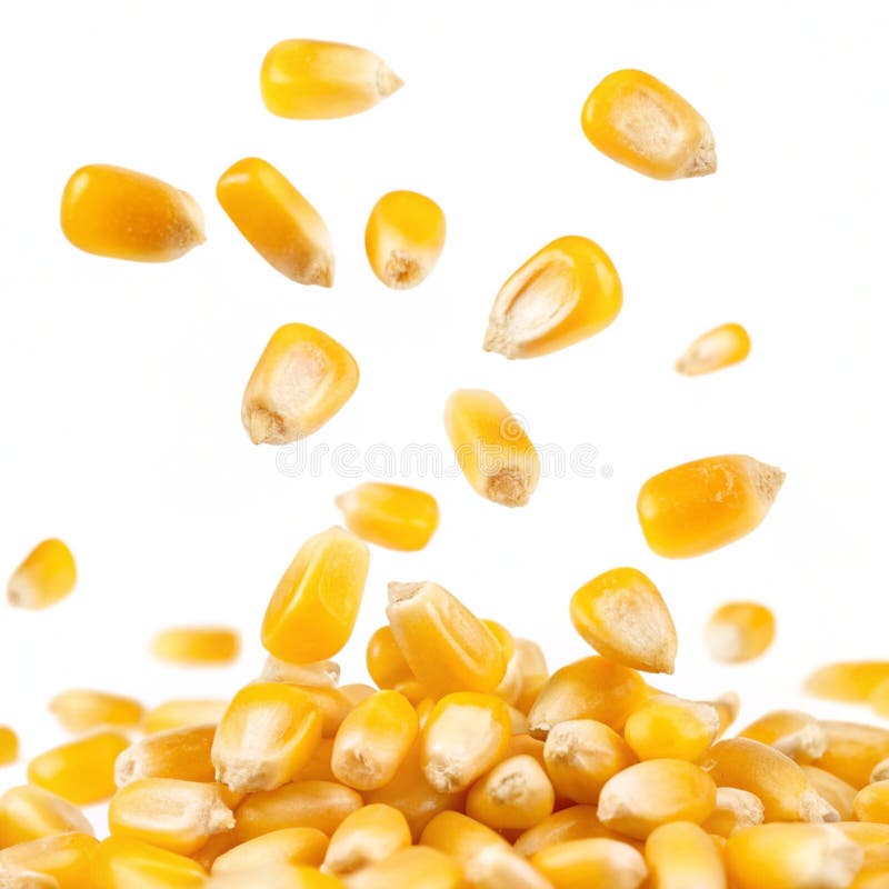 Falling Yellow Corn Kernels Isolated Stock Illustration - Illustration ...