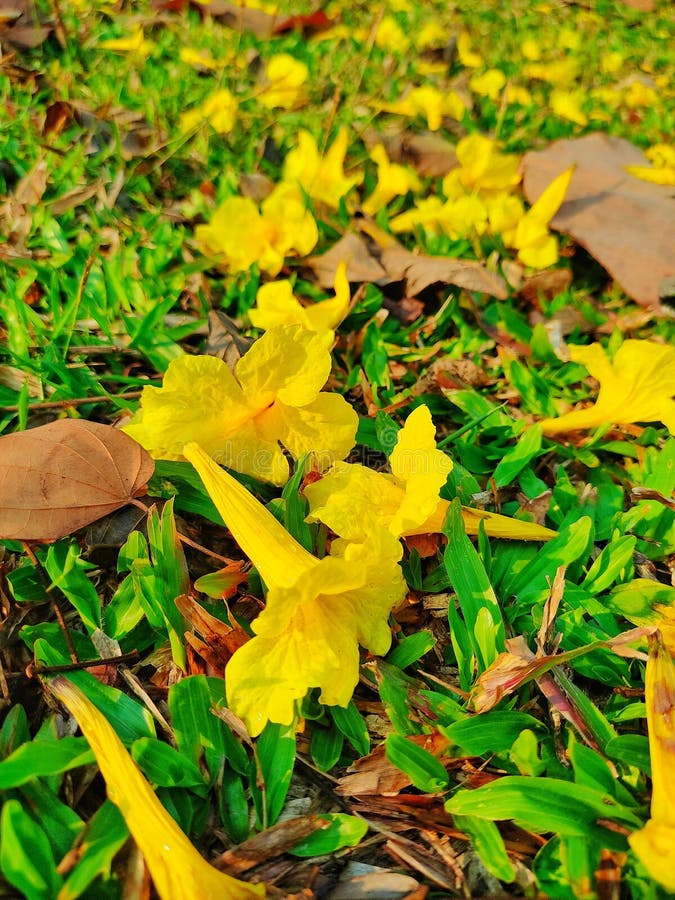 Falling Yellow Flowers on Grass Stock Photo - Image of colorful, focus ...