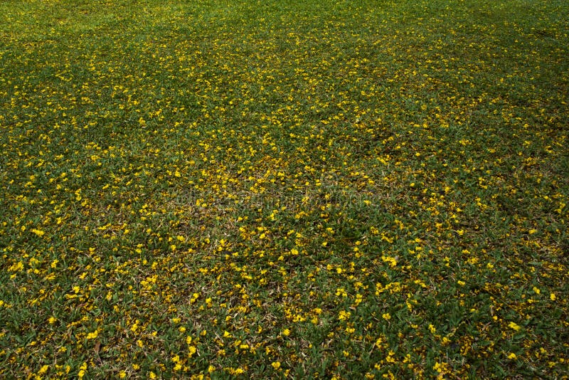 The Falling Flower Petals Were Scattered Around the Lawn Stock Image ...