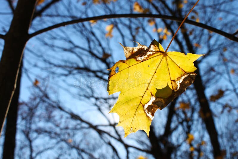 Falling Yellow Leaf at Fall Stock Image - Image of season, yellow: 85508949